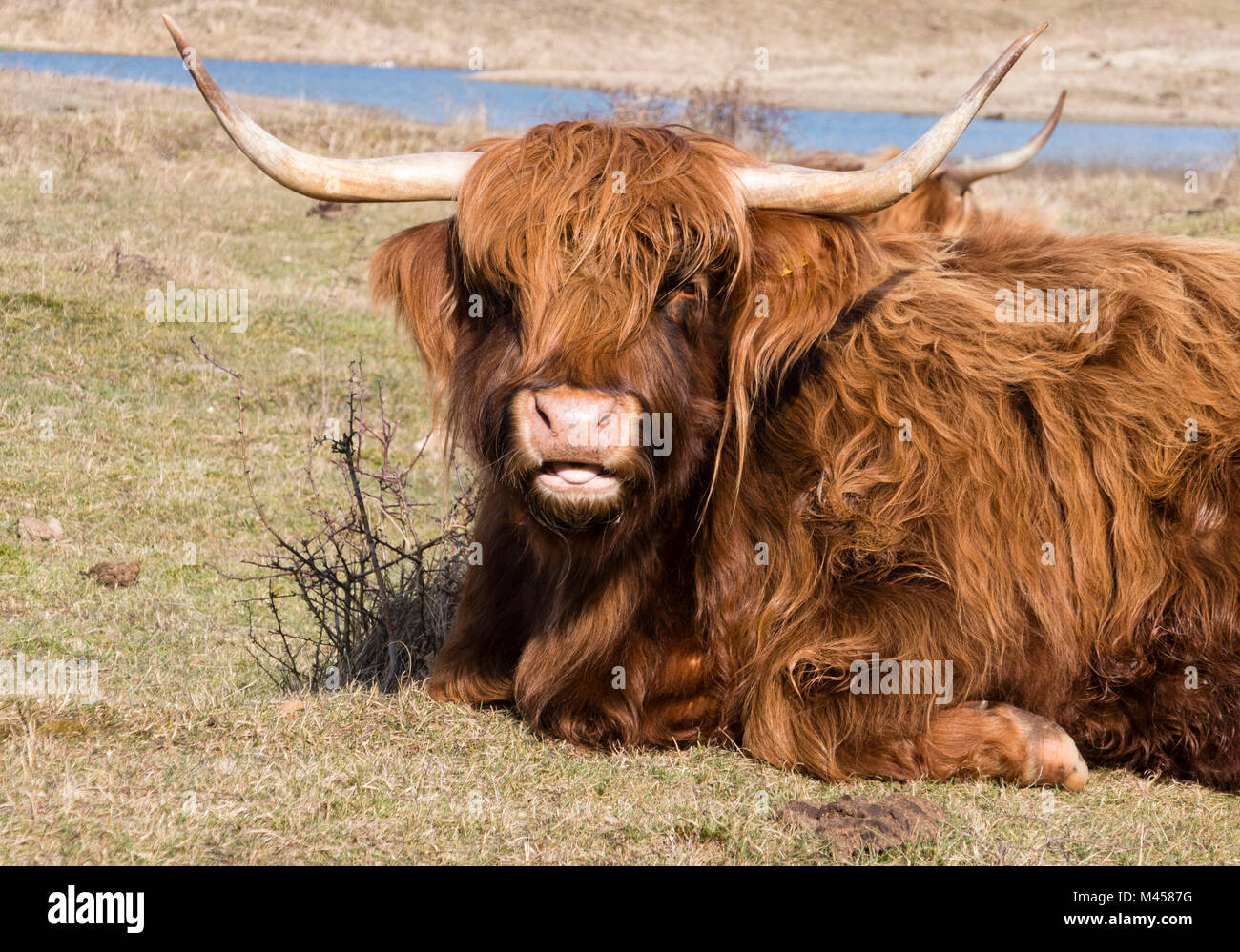 brown galloway animal, this animals walking in the wild in the dutch ...