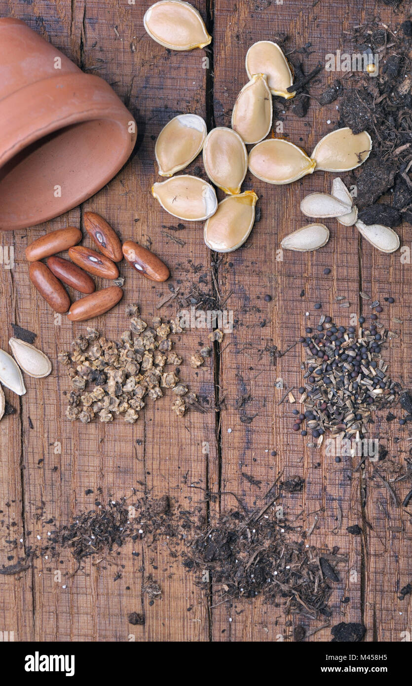 different vegetable seeds and bucket on a board Stock Photo - Alamy