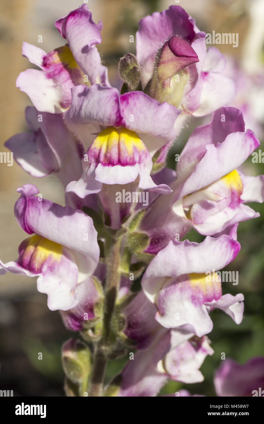 Antirrhinum majus, Common Snapdragon, Snapdragon Stock Photo - Alamy