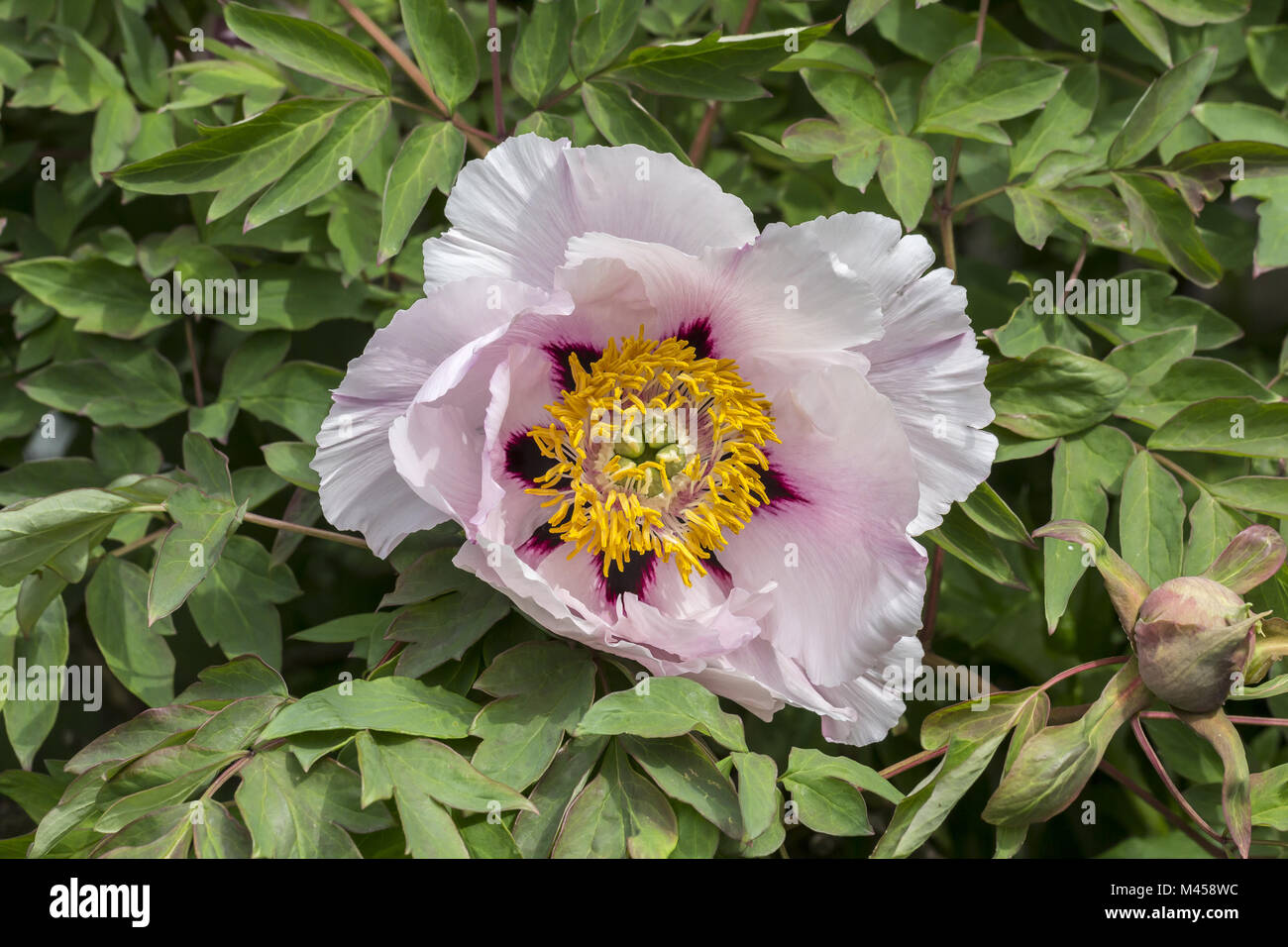 Chinese Tree Peony Stock Photos & Chinese Tree Peony Stock Images - Alamy