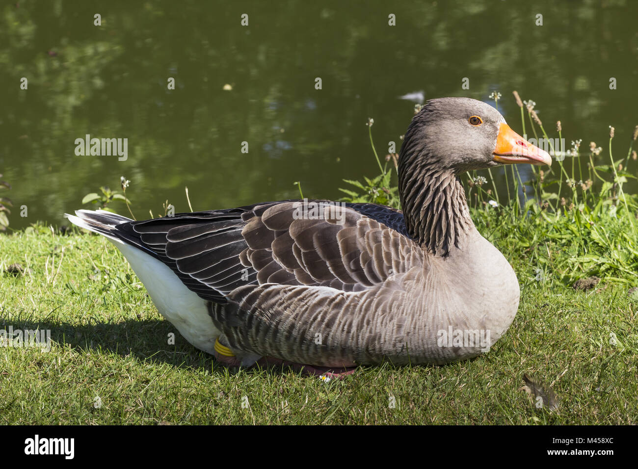 Anser anser, Greylag goose, Grey goose, Germany Stock Photo - Alamy