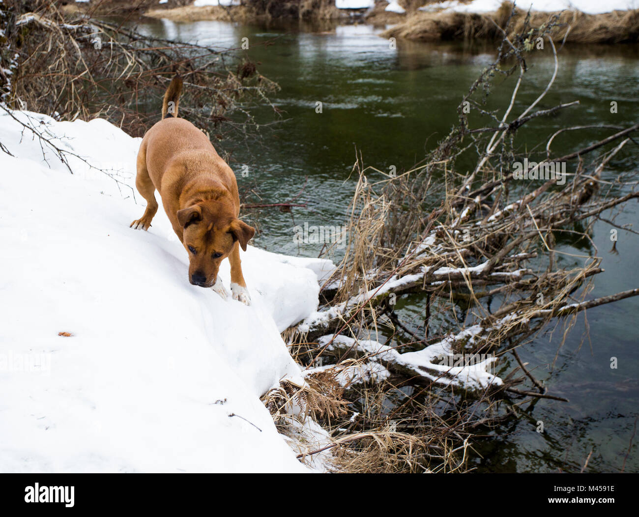 A red dog hunting along the snow covered banks in a marshy area of Bull ...