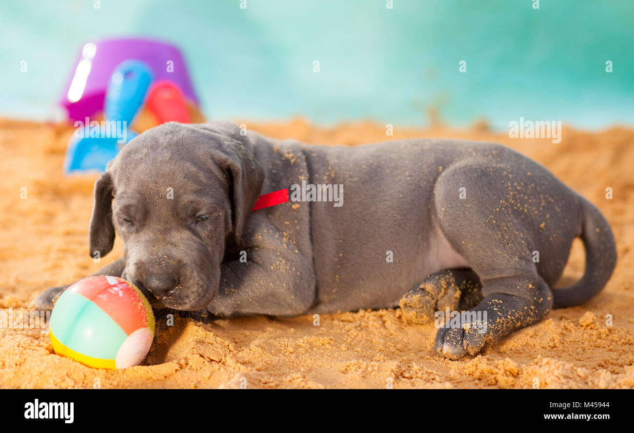 Purebred Great Dane puppy nearly asleep on its ball in the sand Stock ...