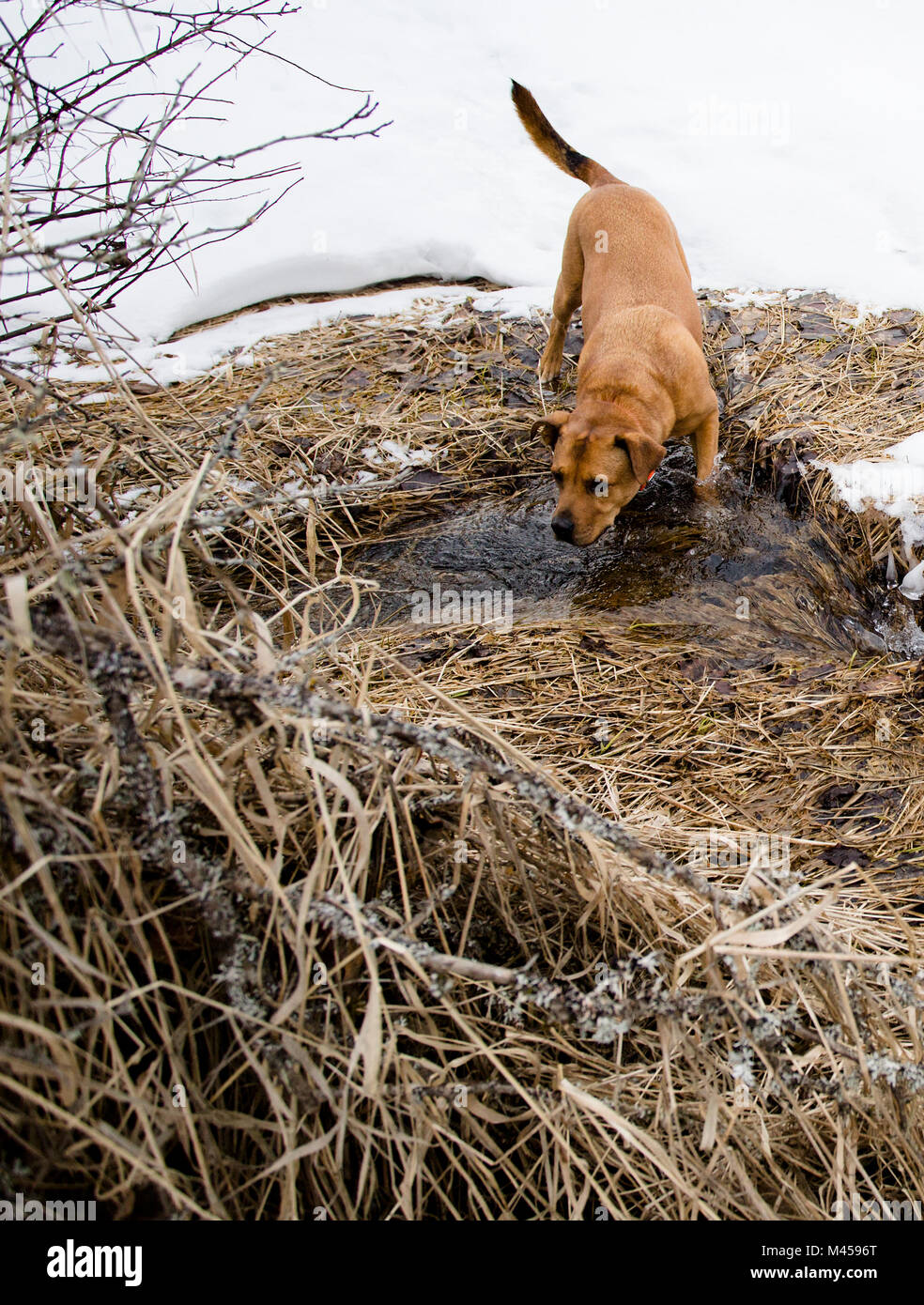 A red dog hunting along the snow covered banks in a marshy area of Bull ...