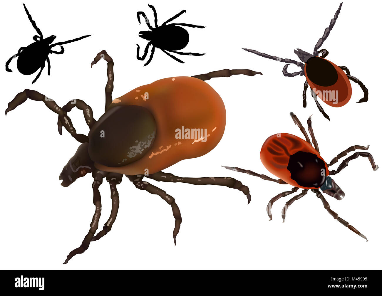 Tick (Ixodes Ricinus Stock Photo - Alamy