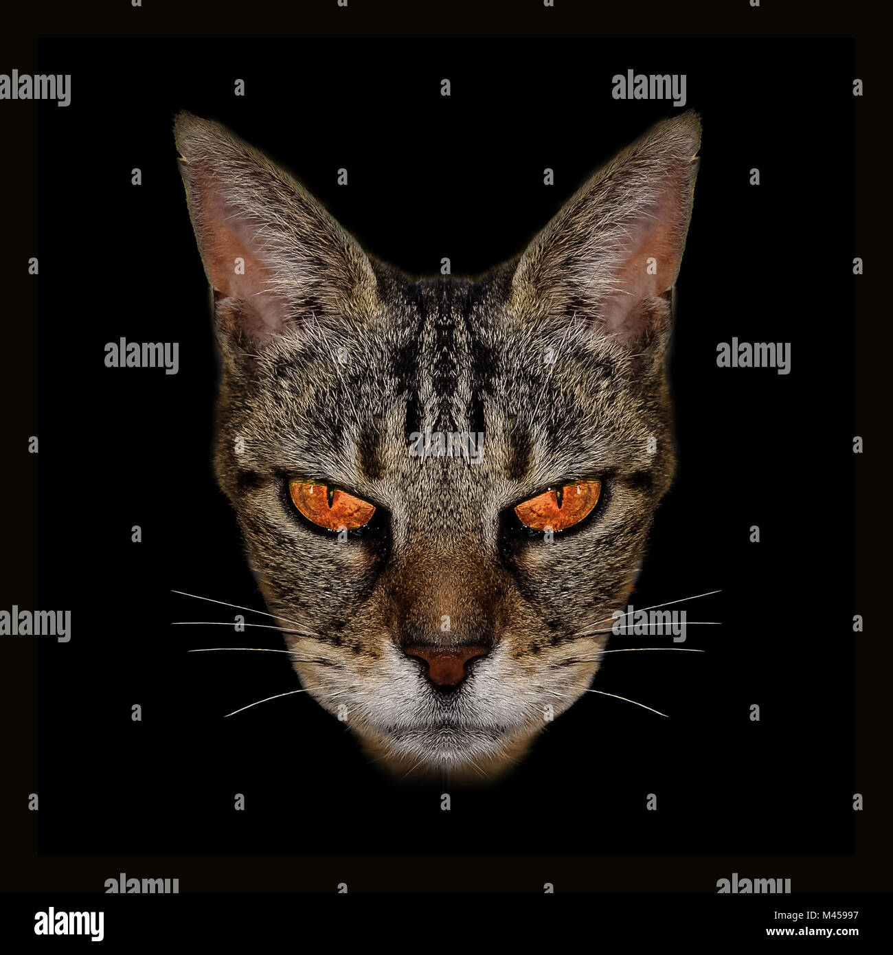 Get angry cat hi-res stock photography and images - Alamy