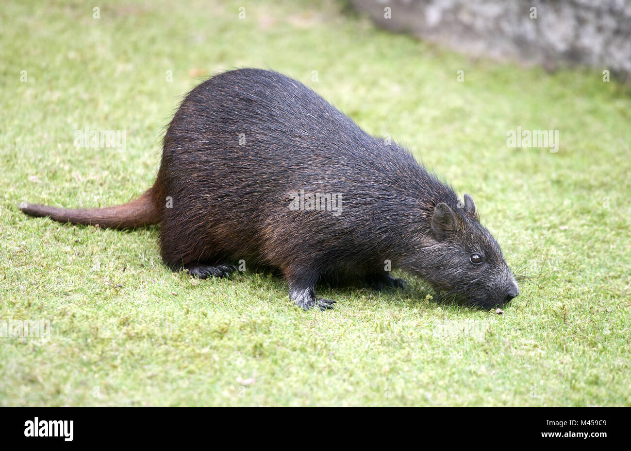 Cuban Wildlife Animals