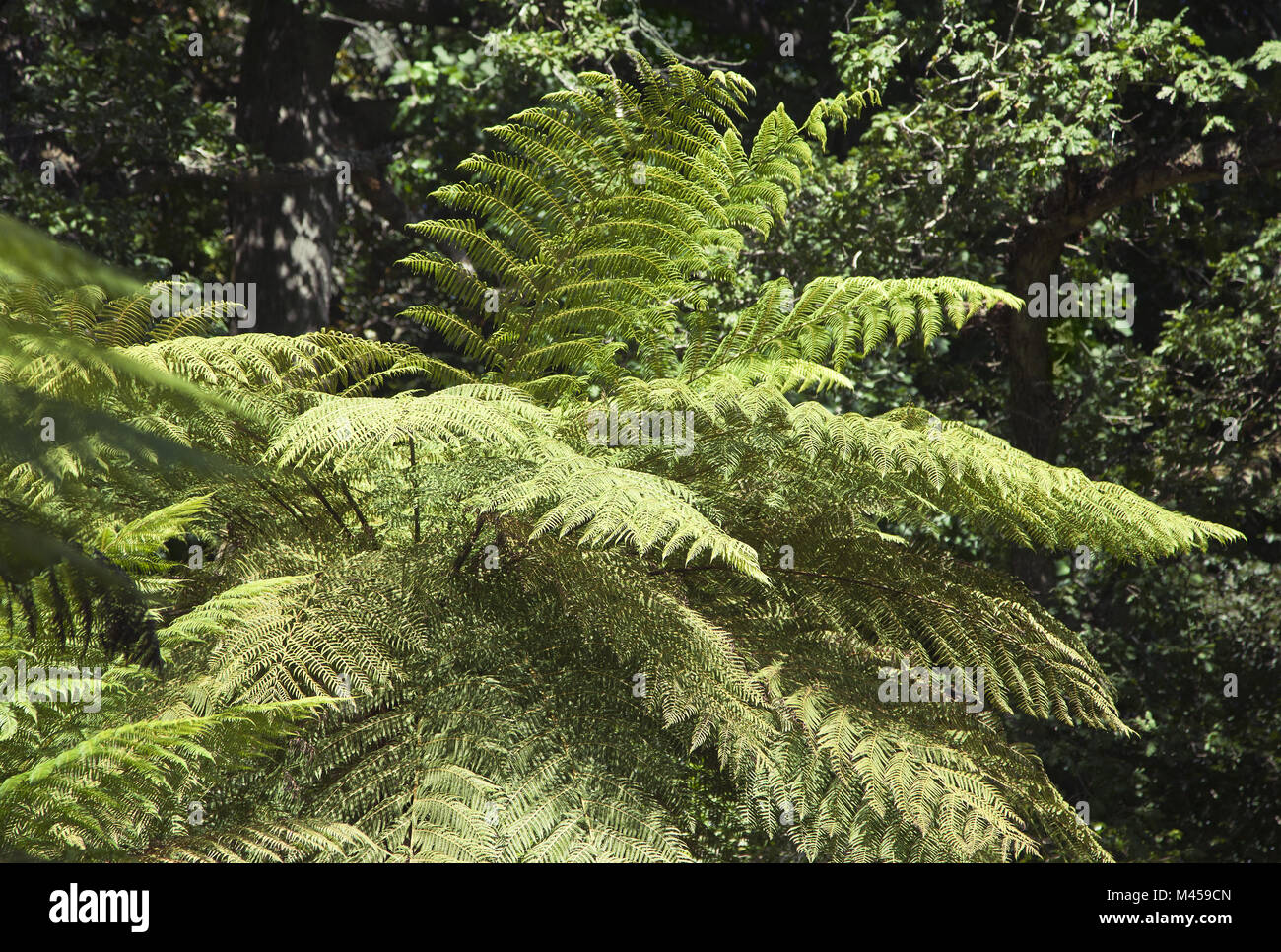 Giant tree fern in rainforest hi-res stock photography and images - Alamy