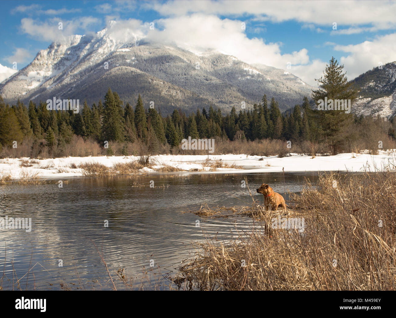 Red dog swimming in icy water out in a marshy area of Bull River on a ...