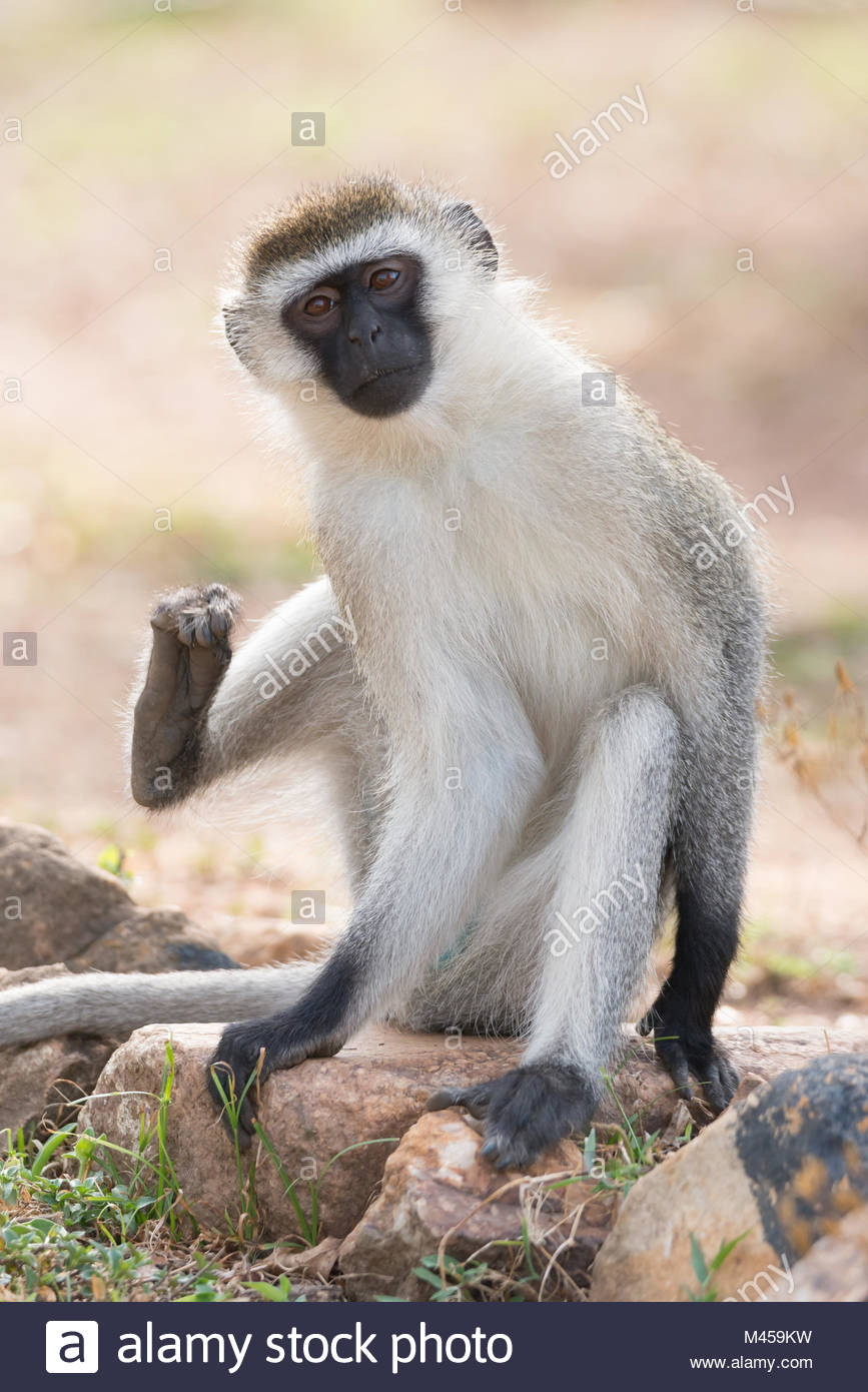 Scratch Face Stock Photos & Scratch Face Stock Images - Alamy