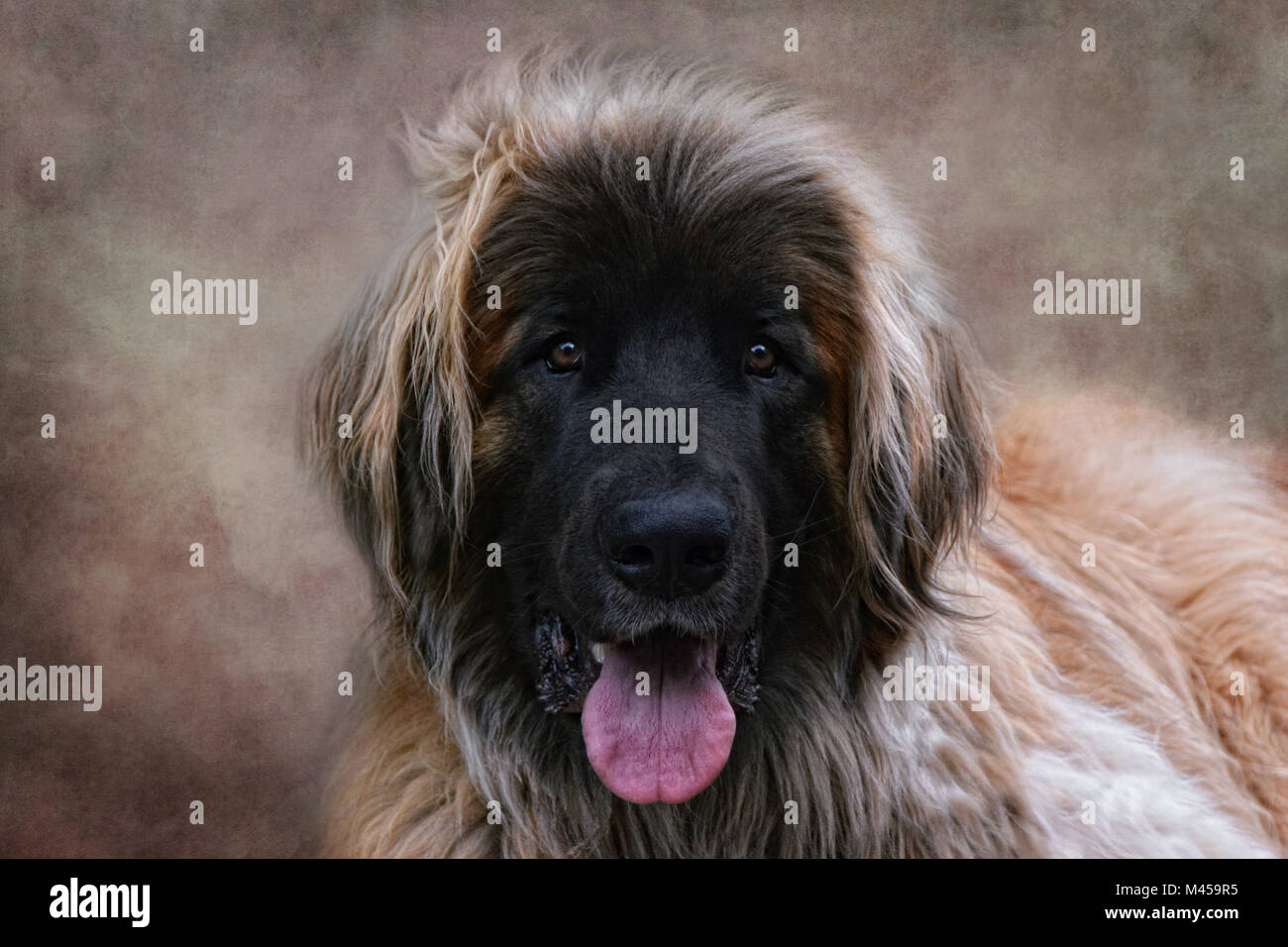 Leonberger hi-res stock photography and images - Alamy