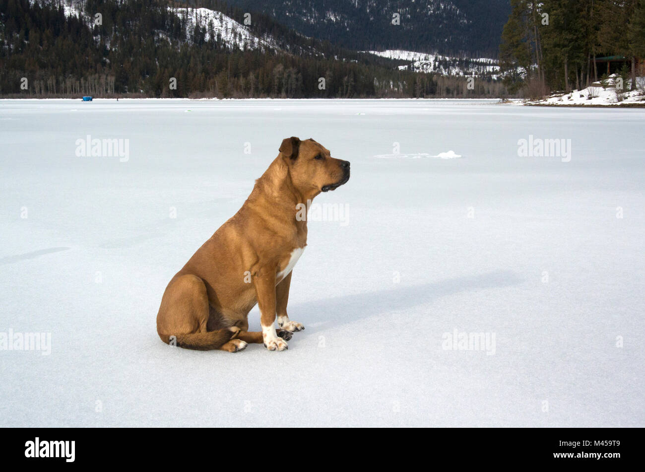 A red dog without a collar, sitting on a frozen Bull Lake, south of ...