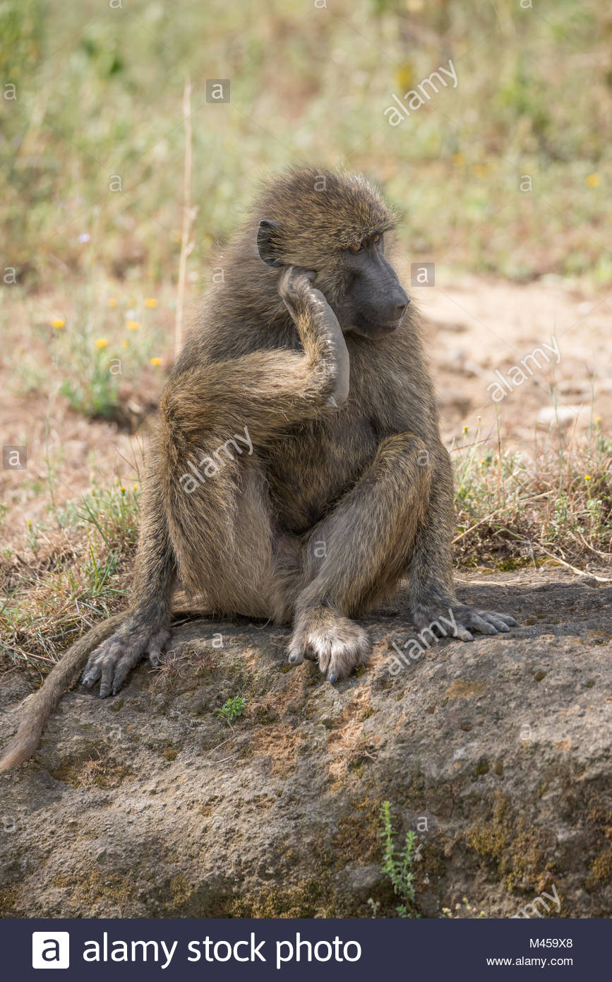 Baboon Head Stock Photos & Baboon Head Stock Images - Alamy