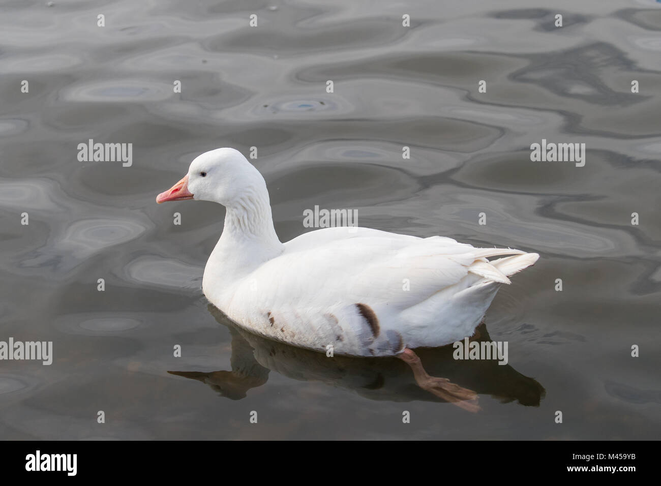 White snow goose uk hi-res stock photography and images - Alamy