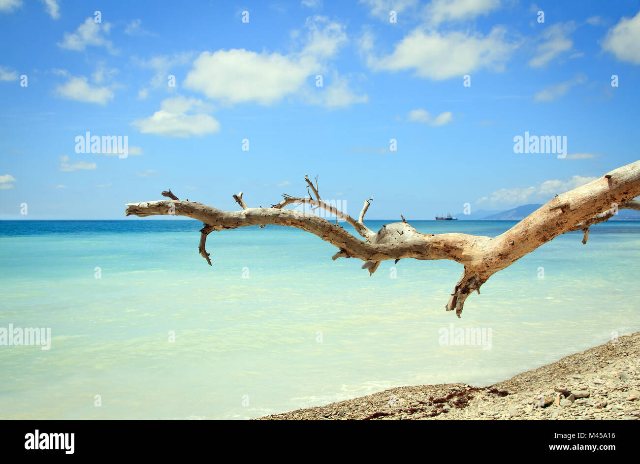 Old snag near coast hi-res stock photography and images - Alamy
