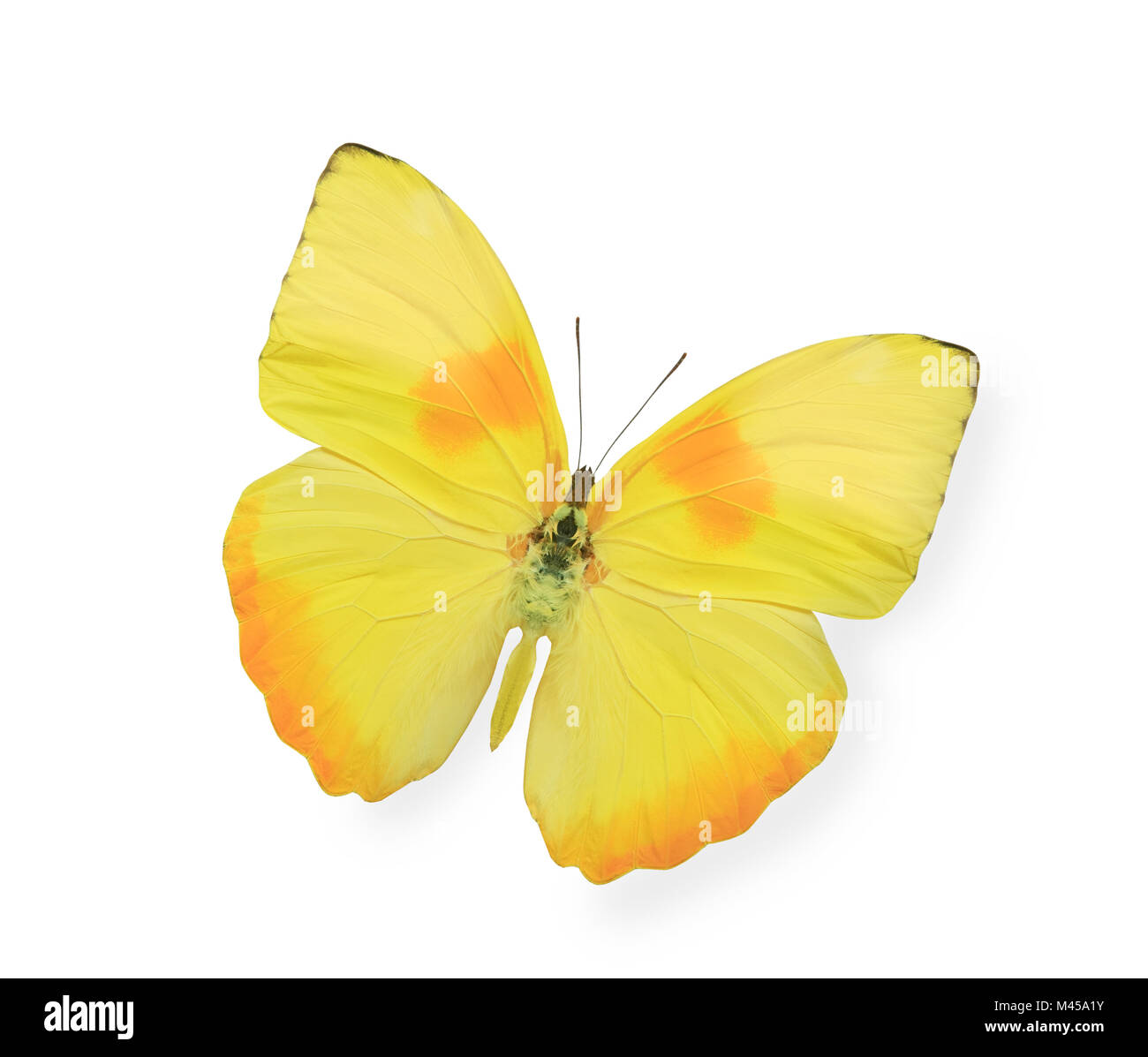 Small yellow butterfly on Cut Out Stock Images & Pictures - Alamy