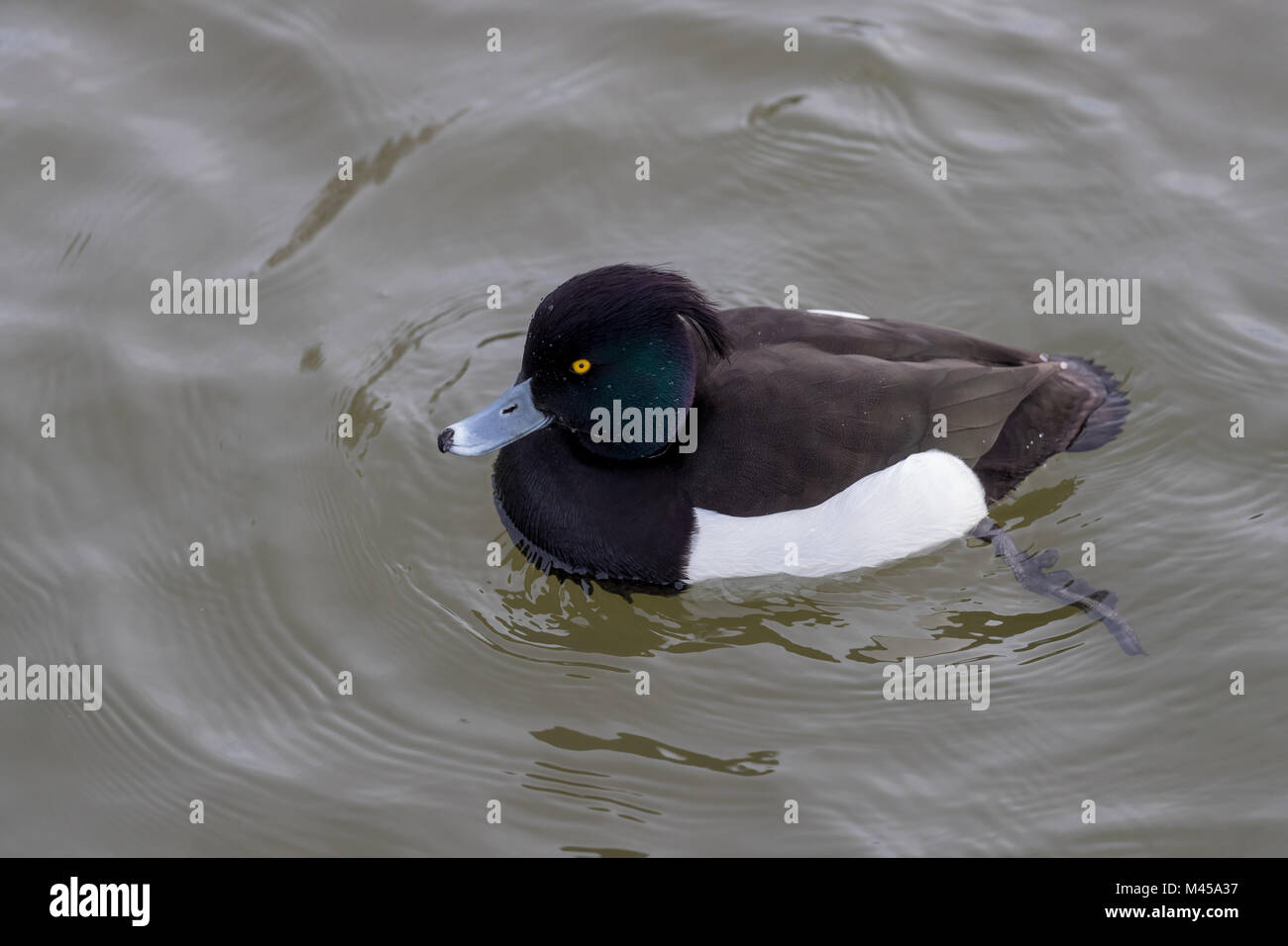 Yellow eyed duck hi-res stock photography and images - Alamy