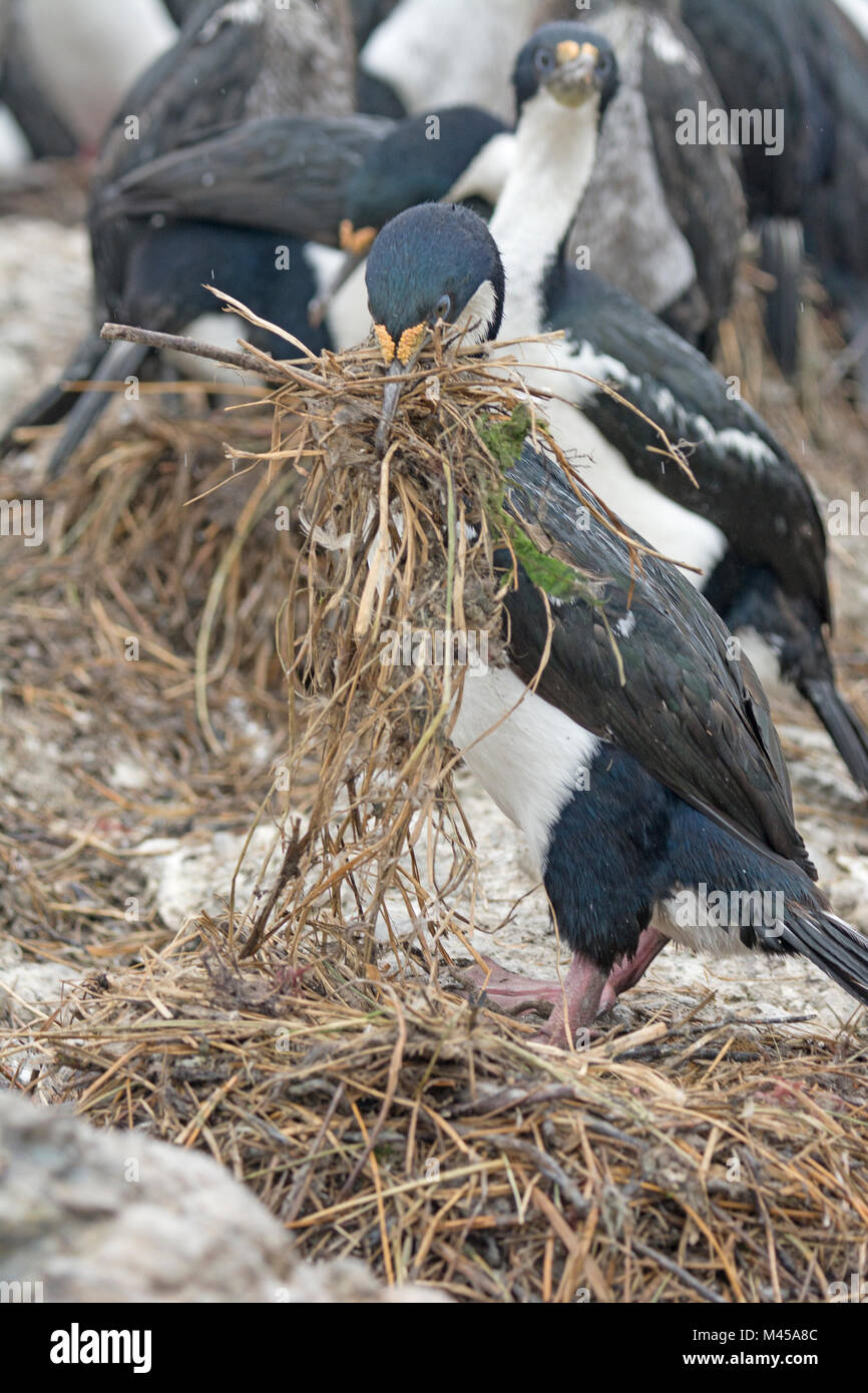 King Cormorant Building its Nest in Tierra del Fuego in Chile Stock ...