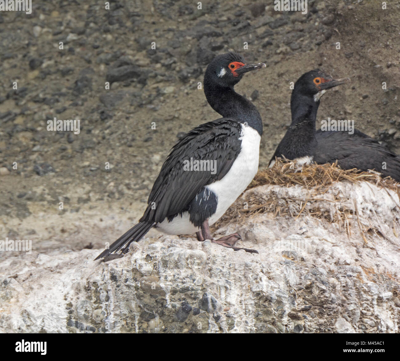 Rock cormorant shag phalacrocorax magellanicus hi-res stock photography ...