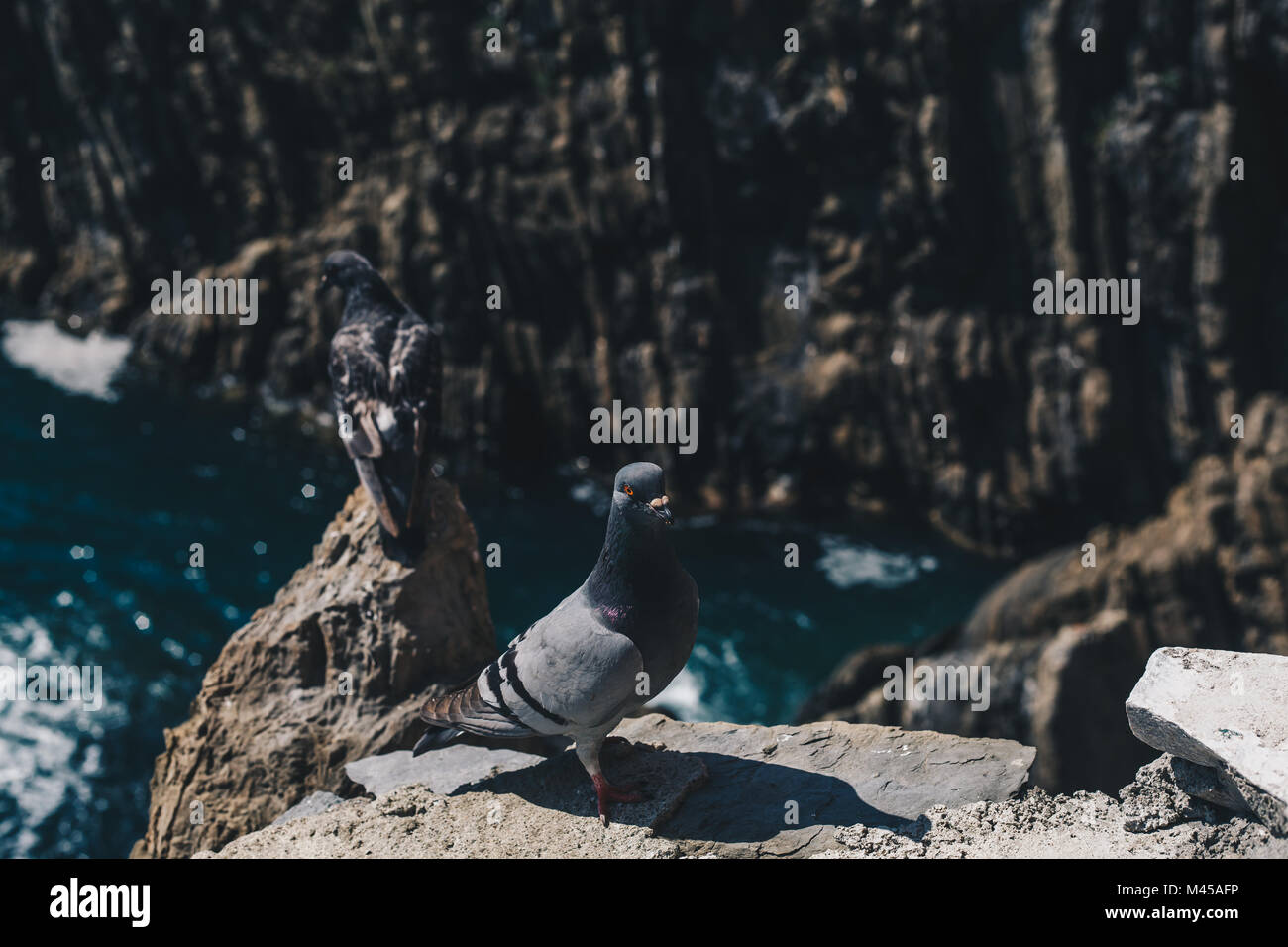 2 pigeons taking rest at five lands Italy Stock Photo - Alamy