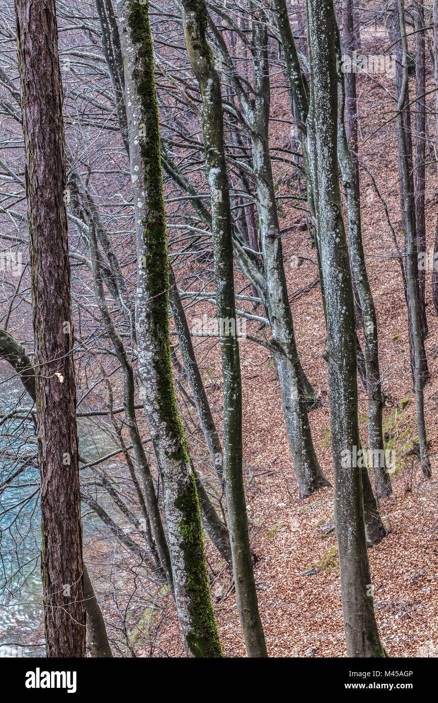 Striped foliage patterns hi-res stock photography and images - Alamy