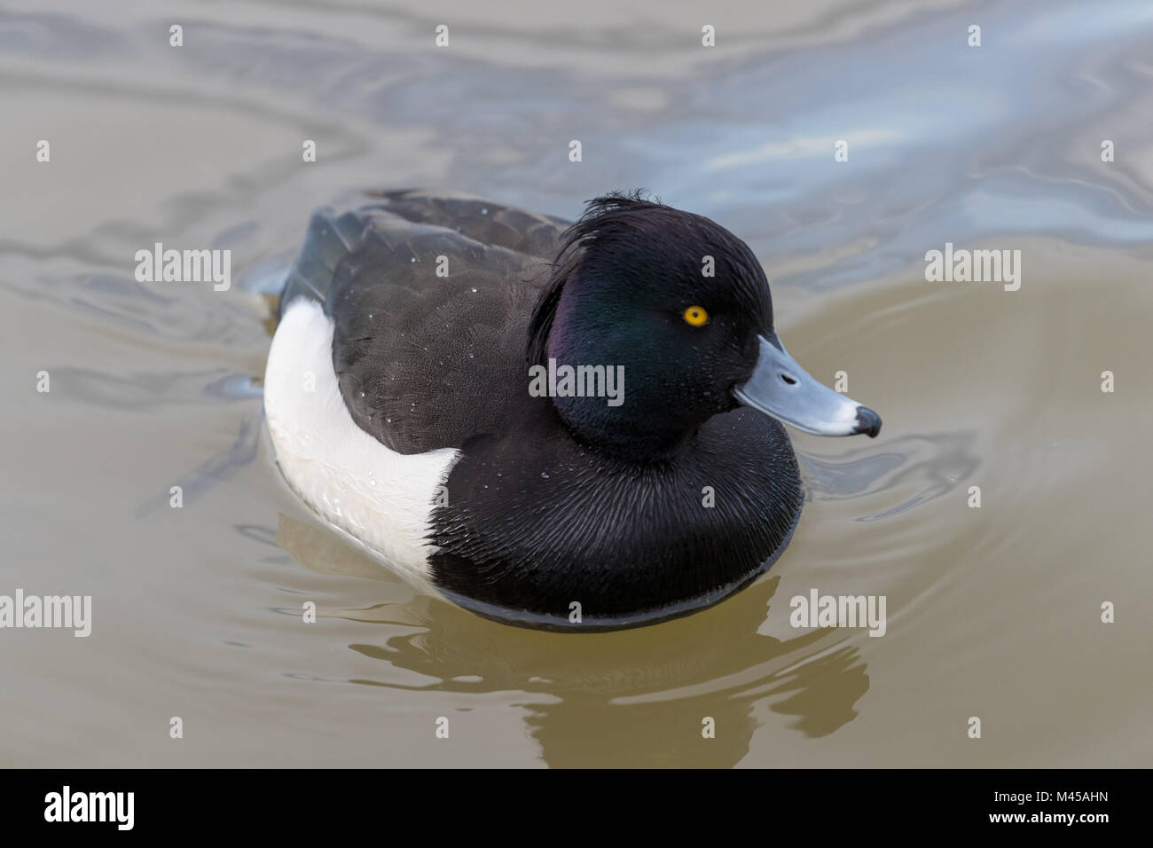Tufted duck (Aythya fuligula) swimming close up Stock Photo - Alamy