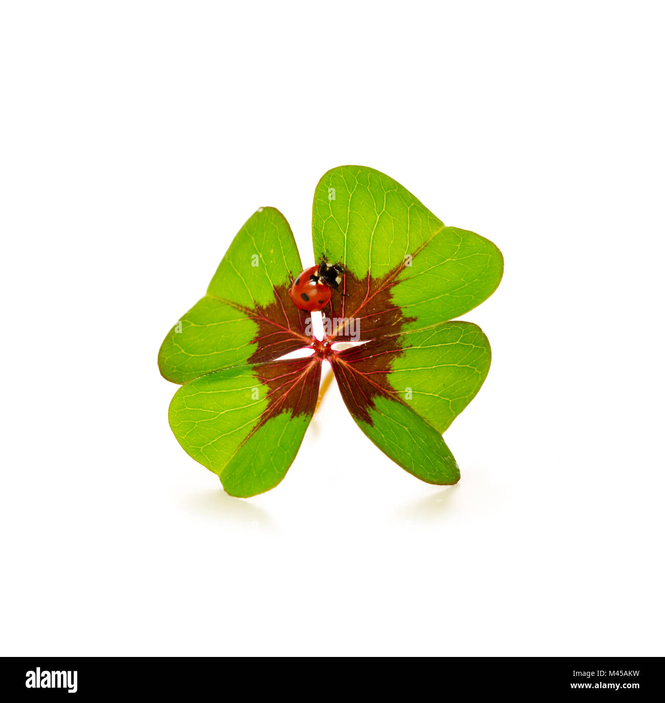 Four leaf clover and ladybug isolated on white background Stock Photo ...