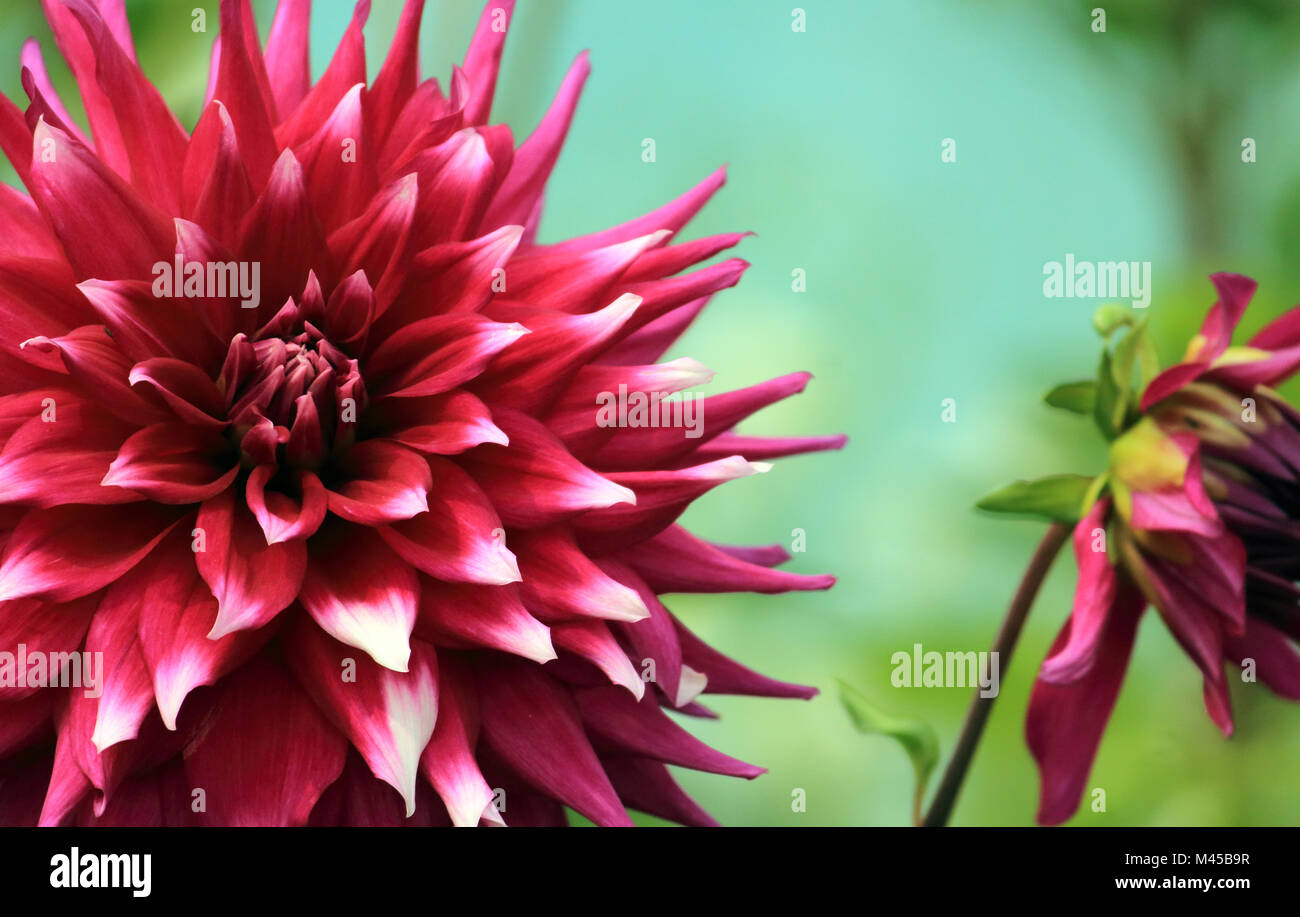 National flower of mexico hi-res stock photography and images - Alamy
