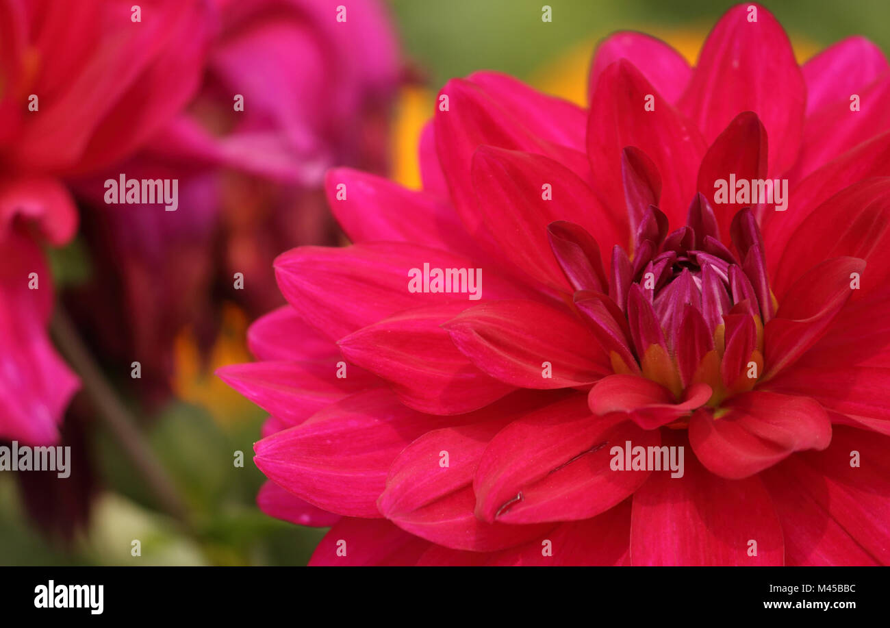 National flower of mexico hi-res stock photography and images - Alamy