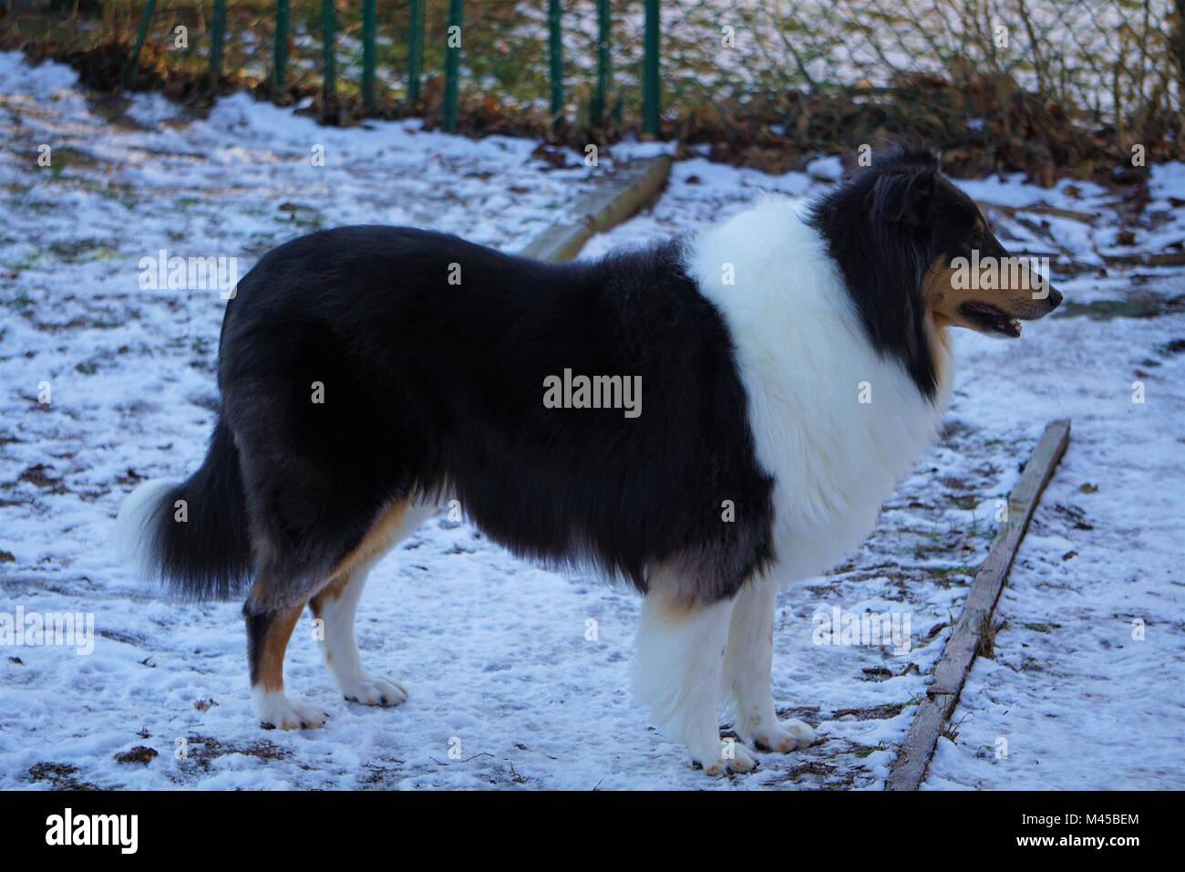 Beautiful Rough Collie Stock Photo - Alamy
