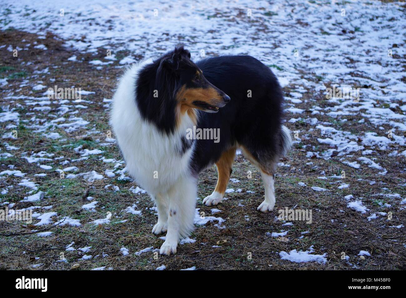 Beautiful Rough Collie Stock Photo - Alamy