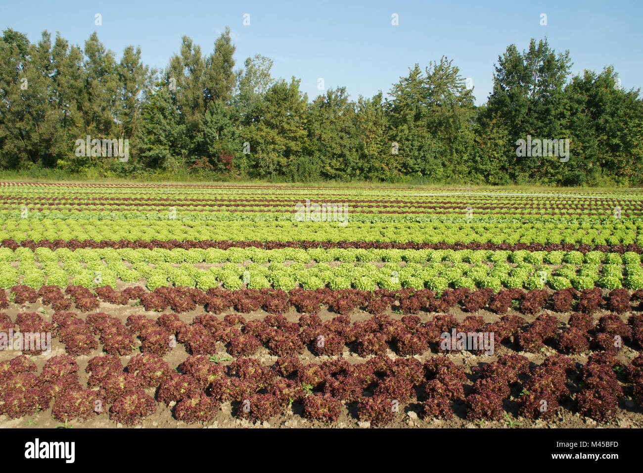Lactuca sativa Lollo Rosso, Lollo Bionda, Lettuce Stock Photo - Alamy