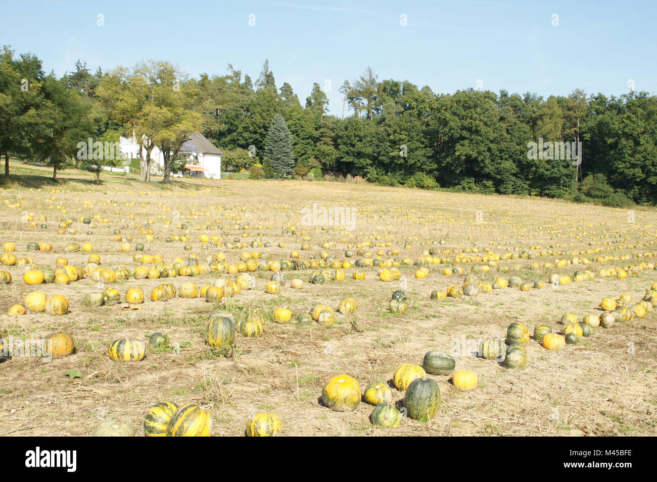 Cucurbita pepo pumpkin hi-res stock photography and images - Alamy