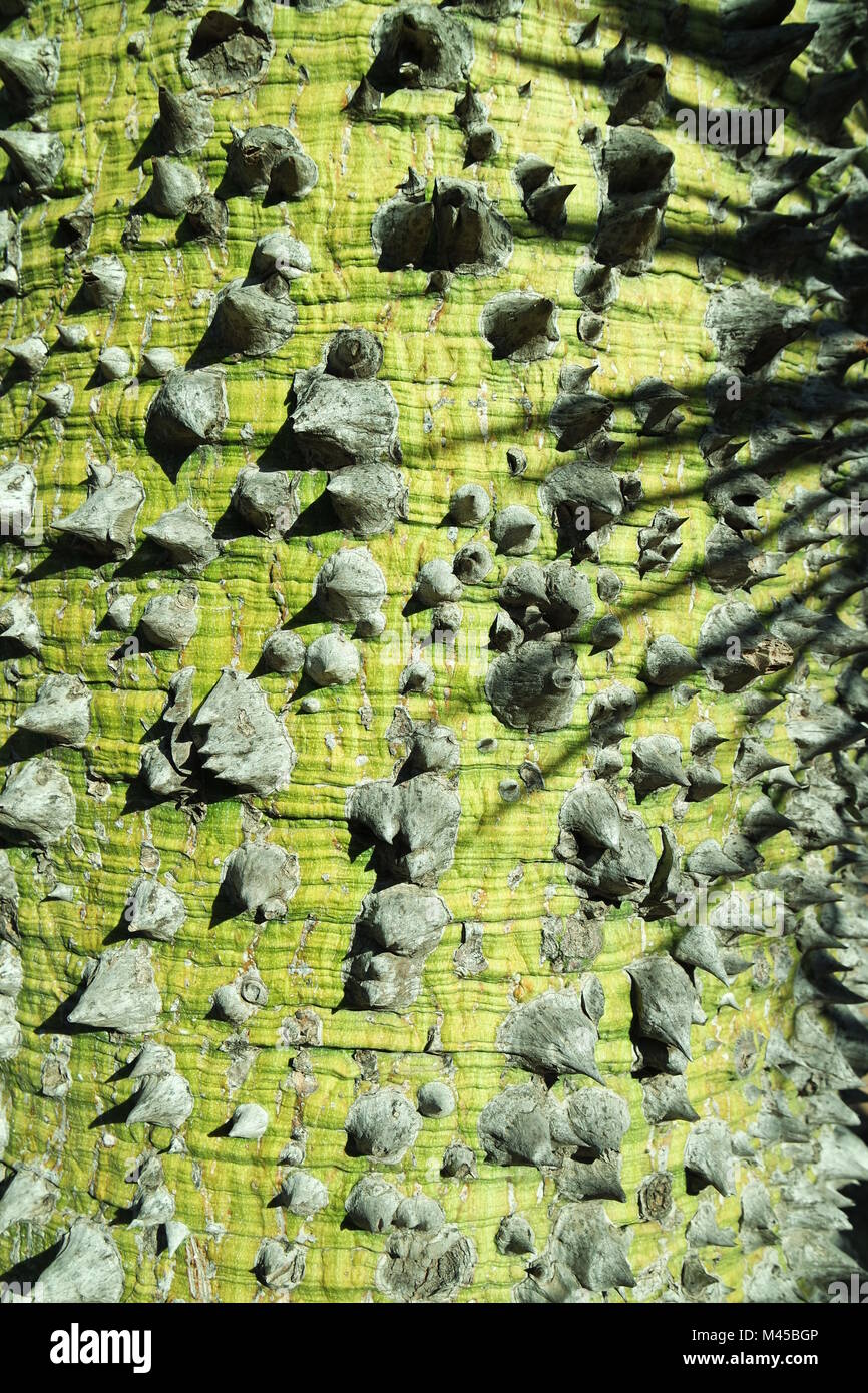 Spiny tree trunk Stock Photo - Alamy