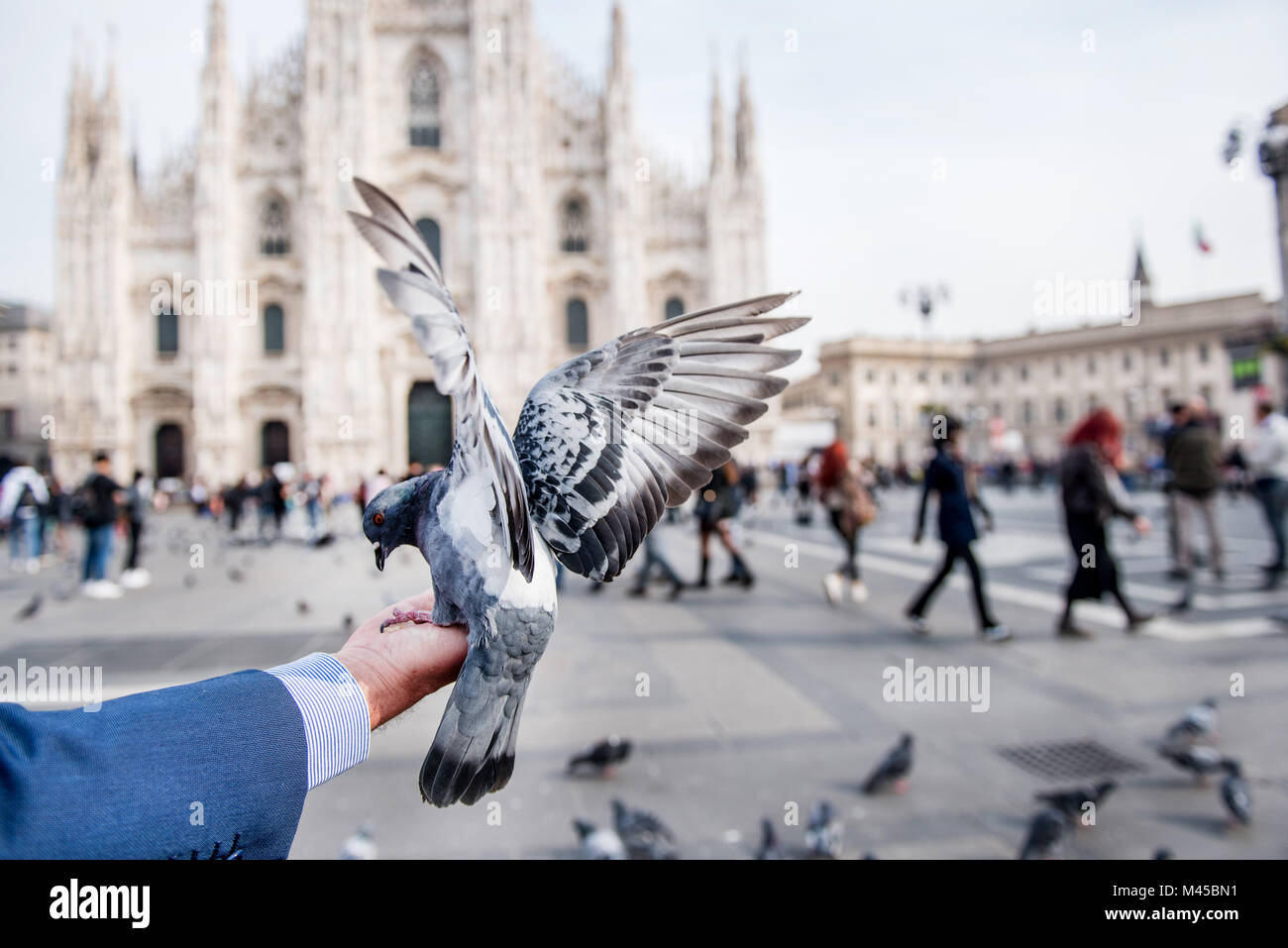 Bird pigeon man hi-res stock photography and images - Alamy