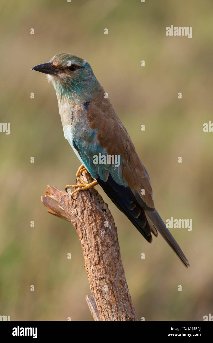 Africa birdie hi-res stock photography and images - Alamy