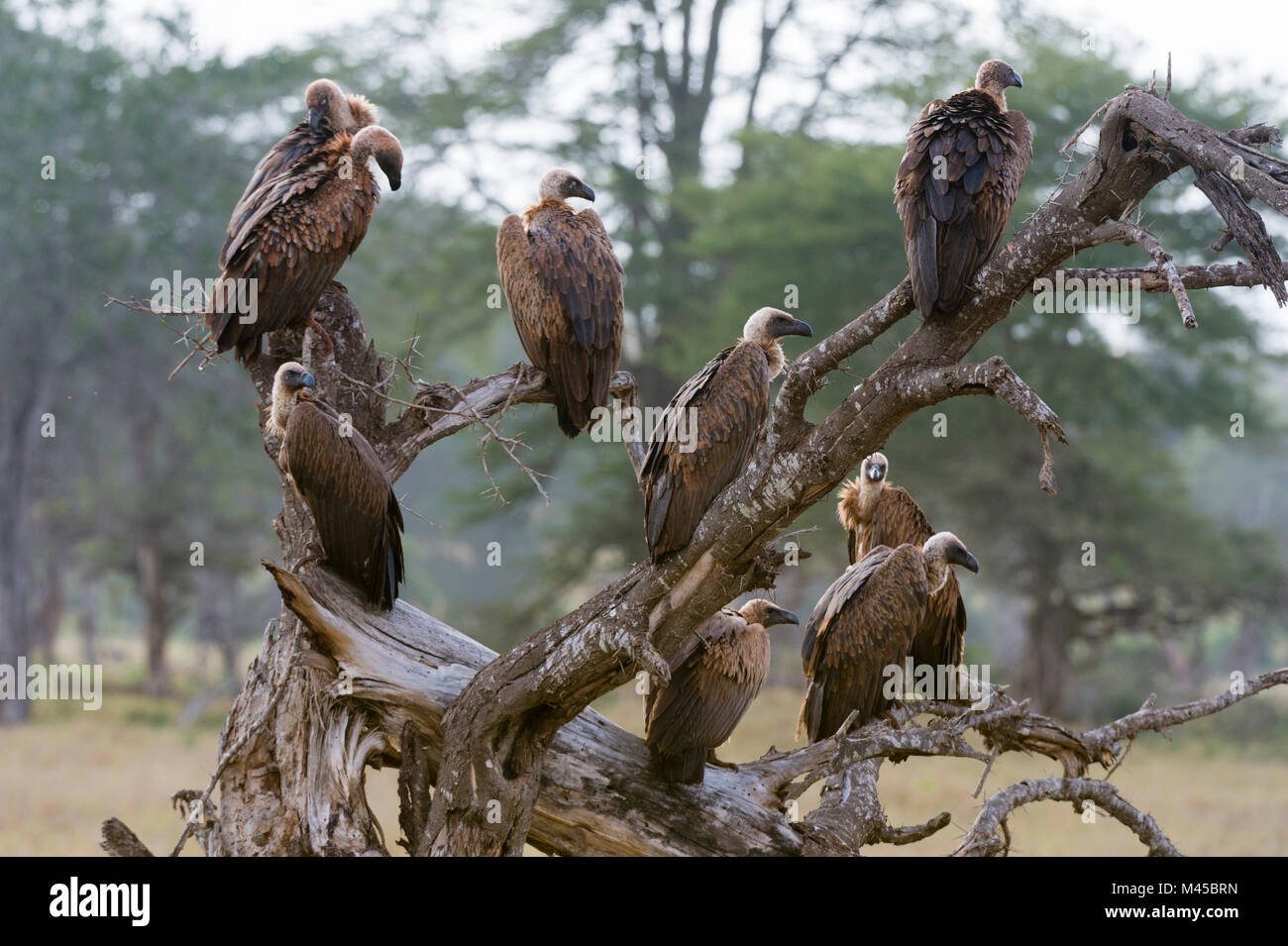 Vultures on a tree hi-res stock photography and images - Alamy