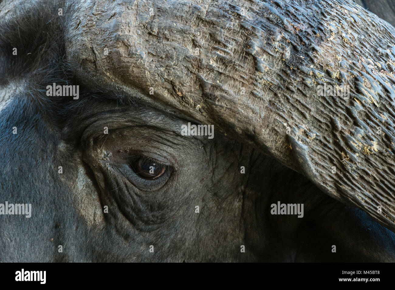 Buffalo skin hi-res stock photography and images - Alamy