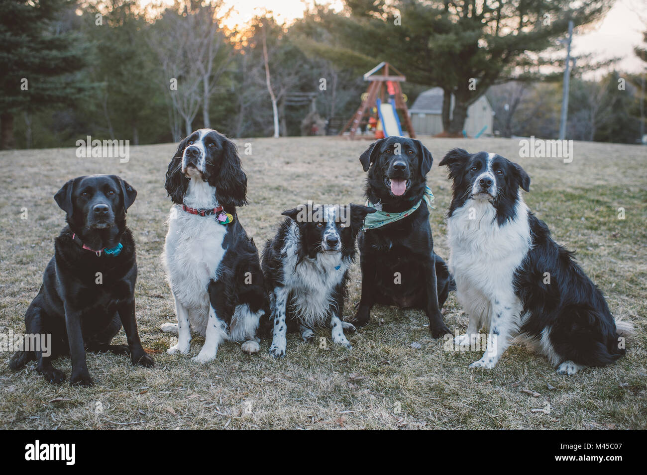 Five dogs sitting in a row, outdoors Stock Photo - Alamy