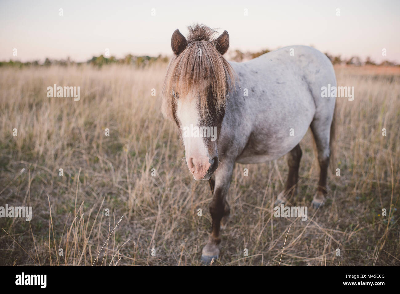 Rustic equine portrait hi-res stock photography and images - Alamy
