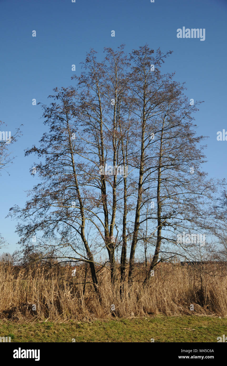 Alder Trees In Winter High Resolution Stock Photography and Images - Alamy