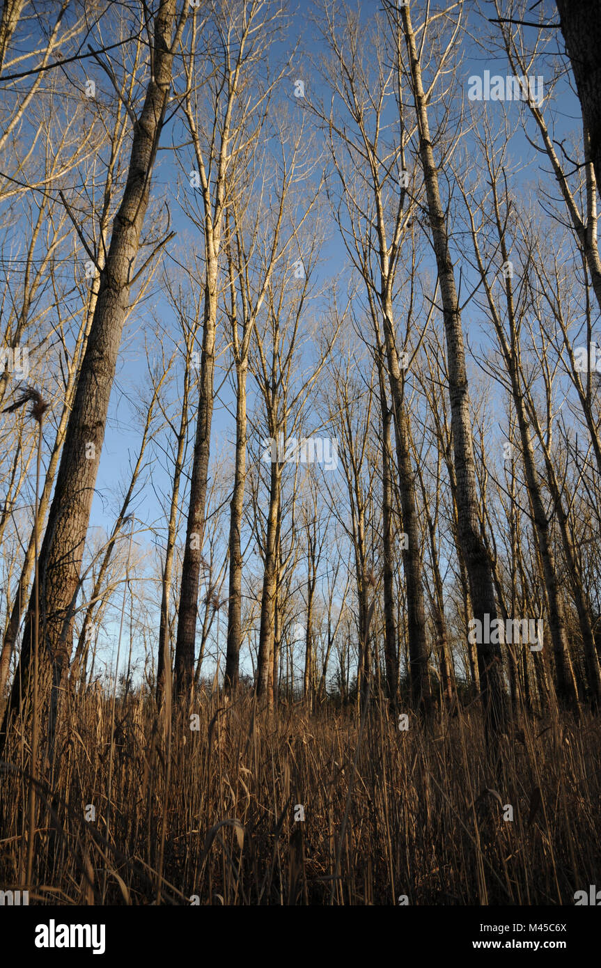 Populus balsamifera, Balsam poplar, in plantation Stock Photo - Alamy