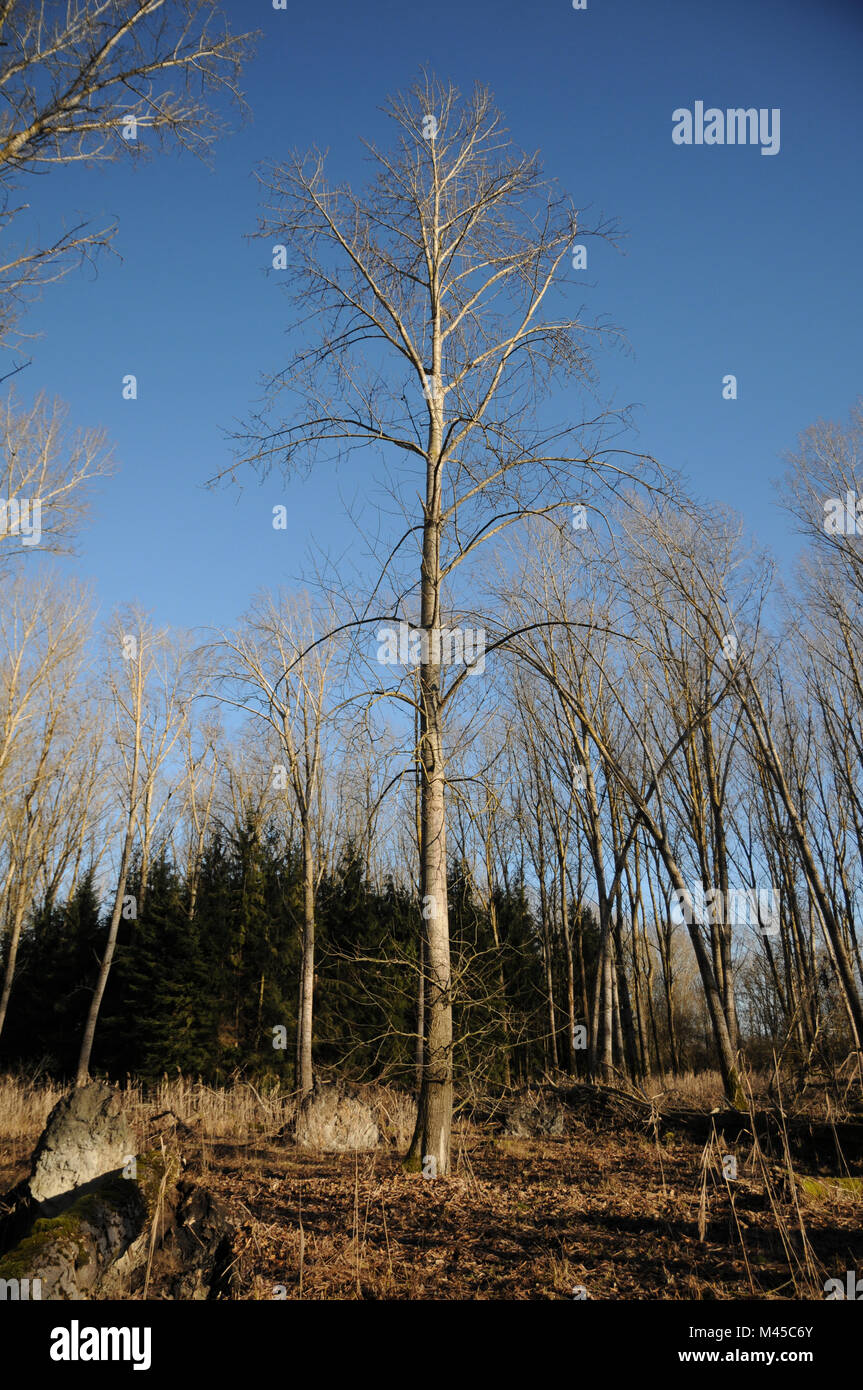 Populus balsamifera, Balsam poplar, large tree in plantation Stock ...