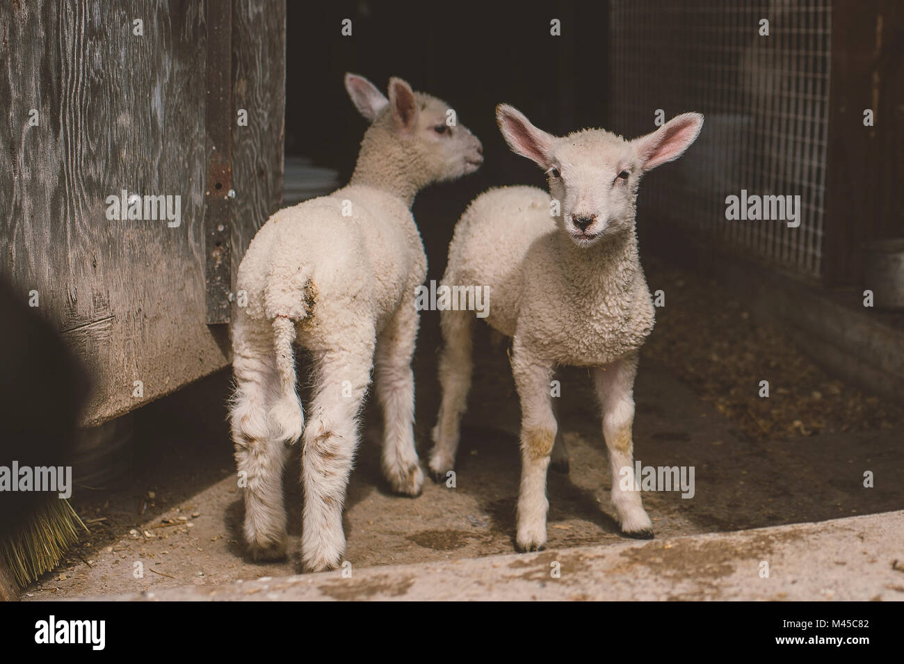 Portrait of two lambs Stock Photo - Alamy