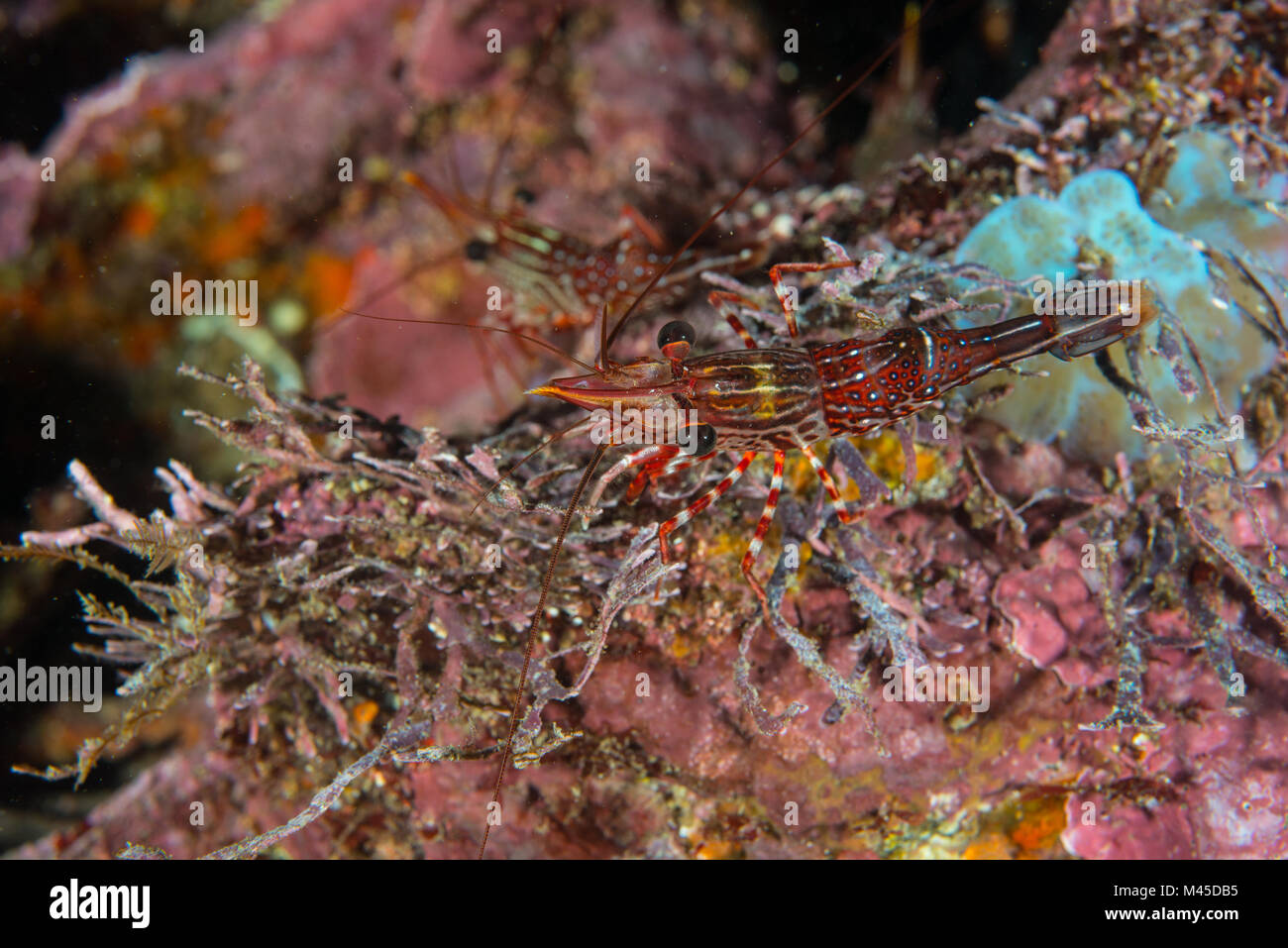 Shrimp coral hi-res stock photography and images - Alamy