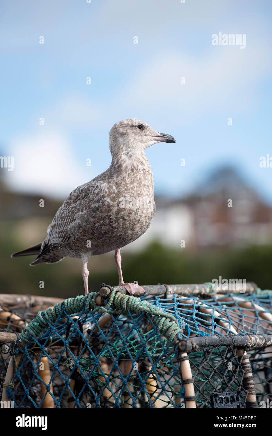 Argentatus hi-res stock photography and images - Alamy