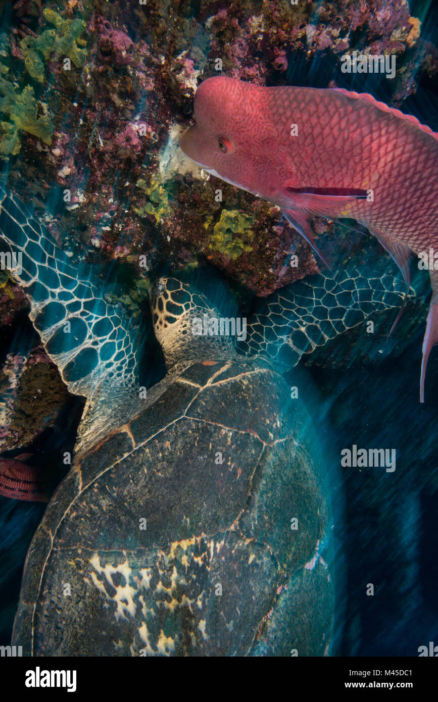 Sheepshead fish hi-res stock photography and images - Alamy