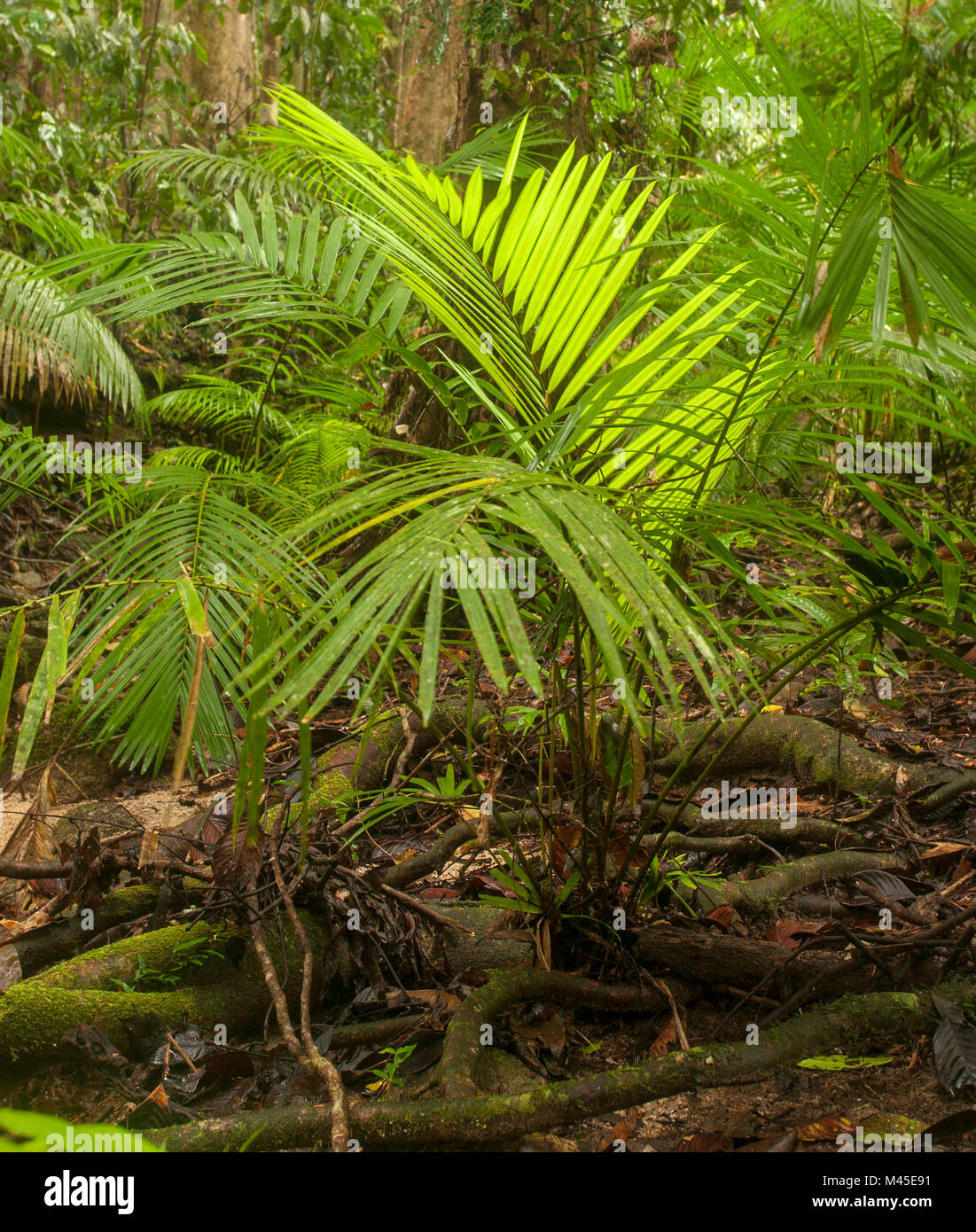 Mossman town queensland australia hi-res stock photography and images ...