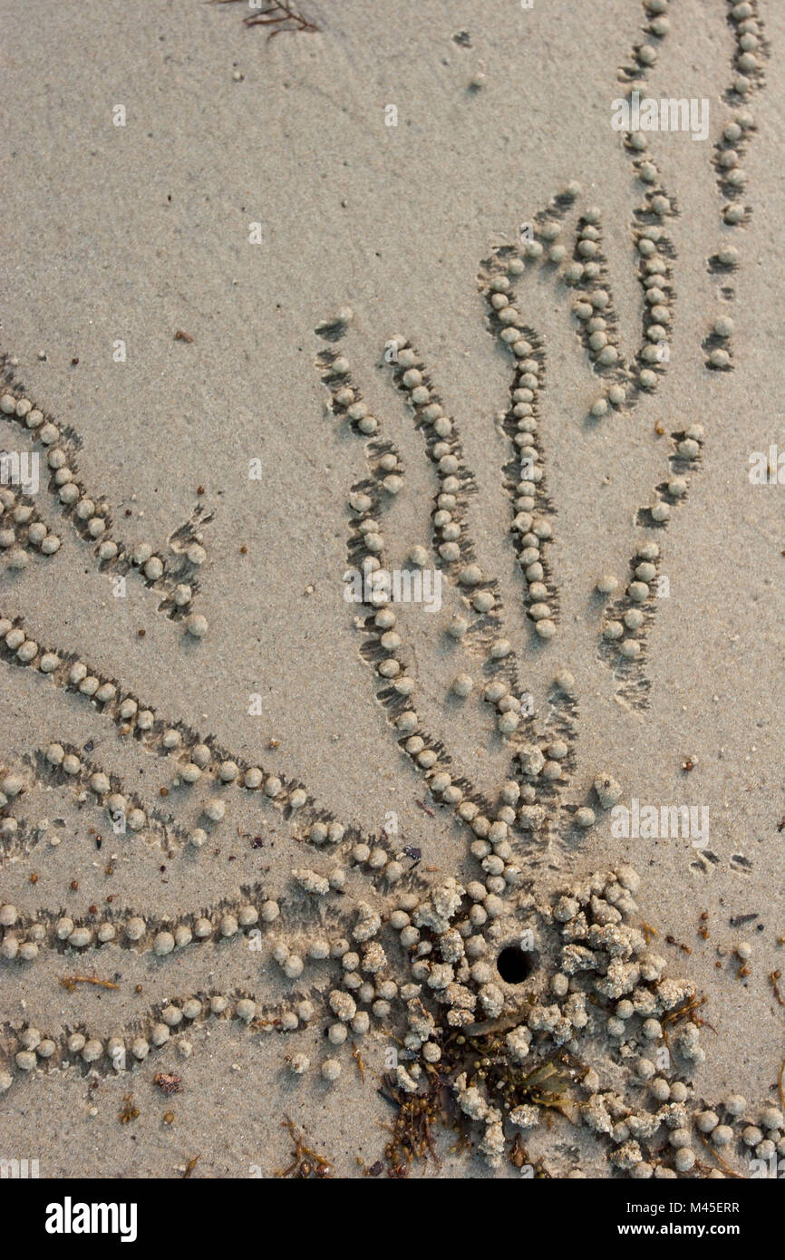 Sand balls on australian beach hi-res stock photography and images - Alamy