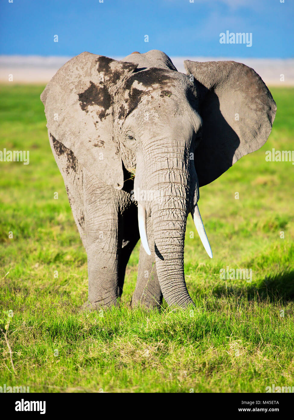 Savanna africa elephant hi-res stock photography and images - Alamy